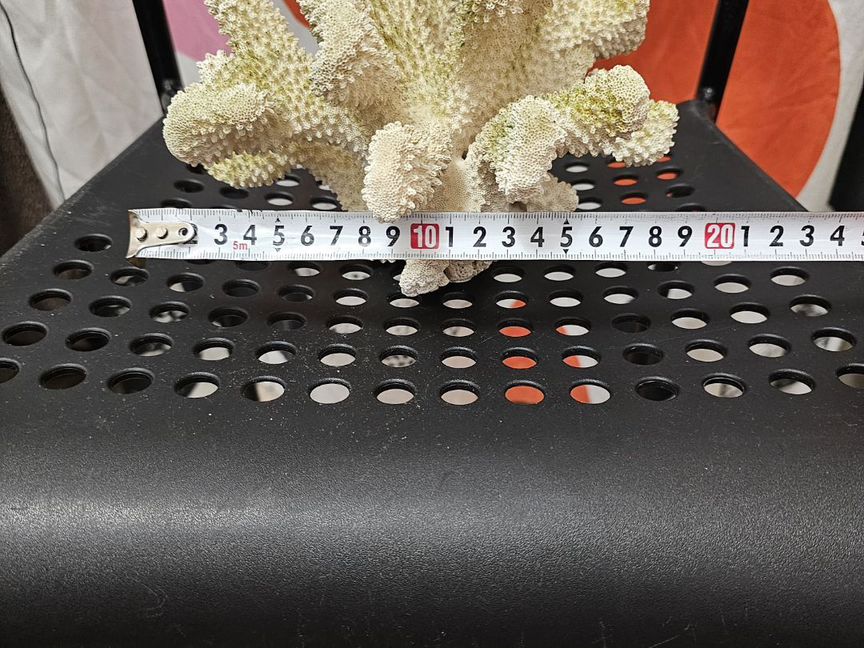 Натуральный коралл