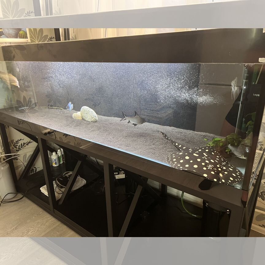 Аквариум, Аквариумный скат, Арована и др