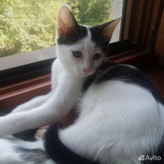 Котики ищут своего человека
