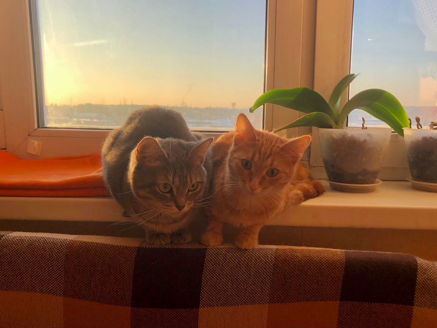 Кошечка и котик