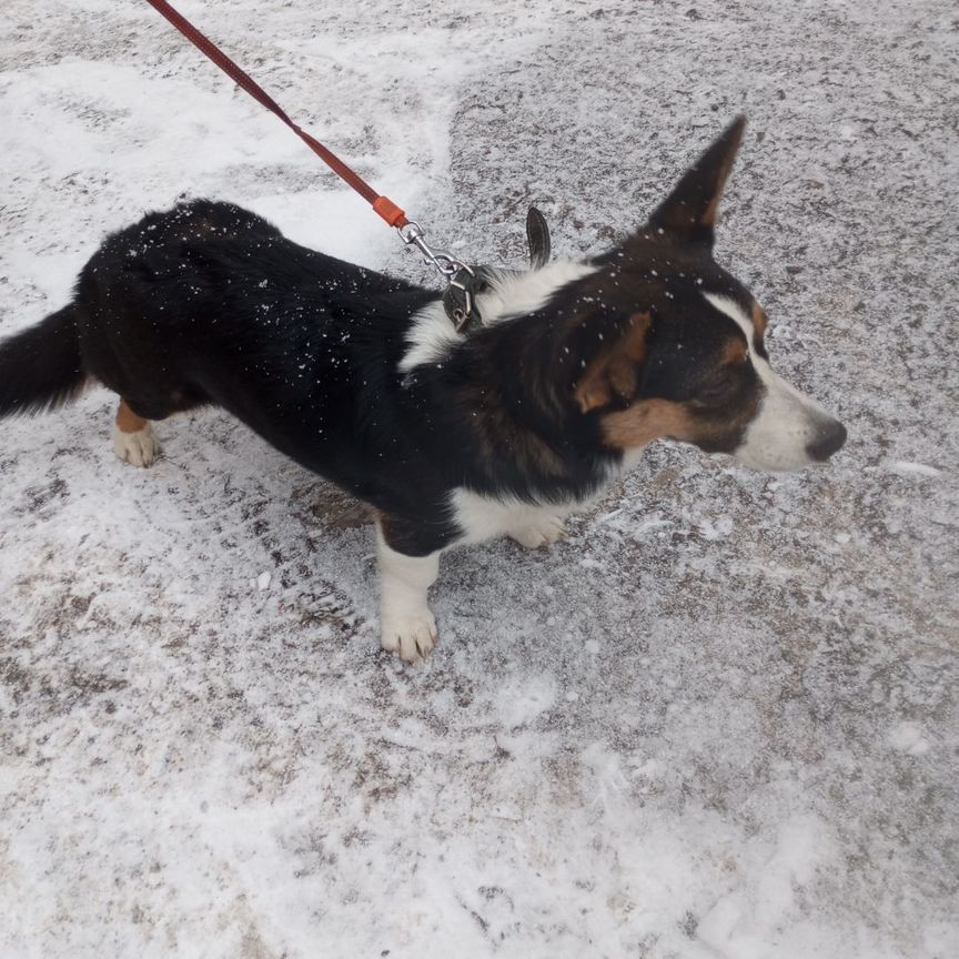 Продам собаку