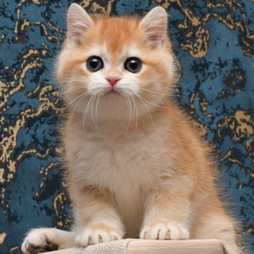 Британский короткошёрстный котёнок
