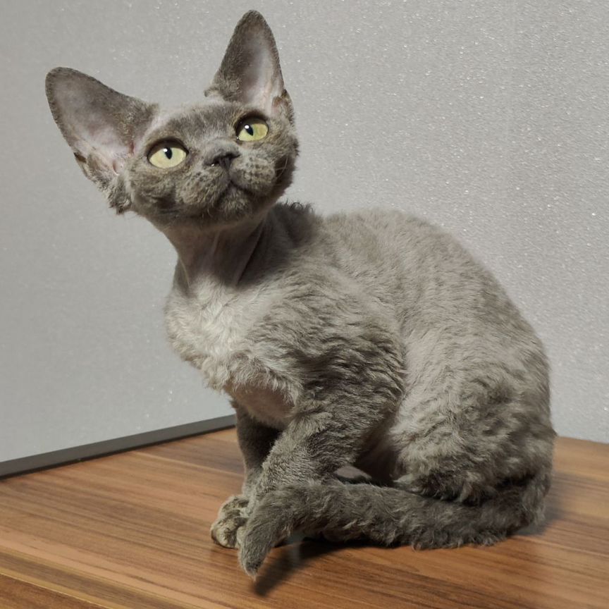 Девон-рекс котёнок