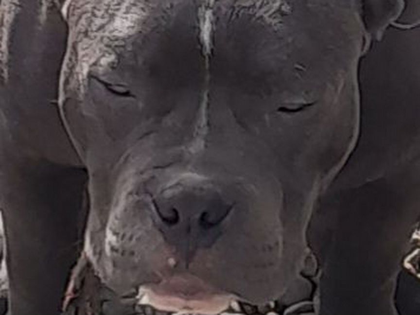 Ам.булль щенок