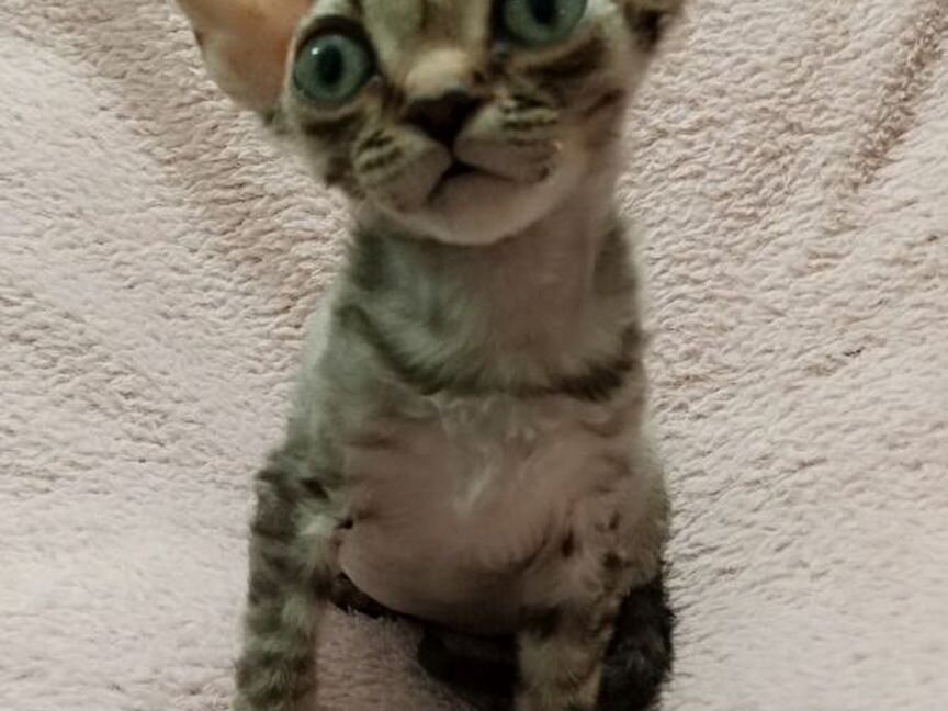 Бронирование котят девон рекс