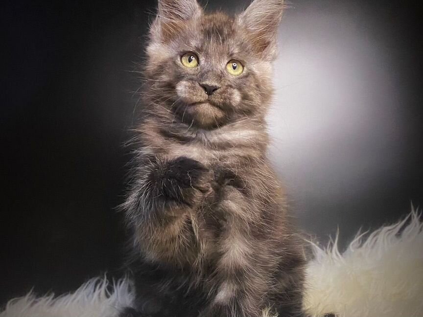 Котята мейн-кун котики