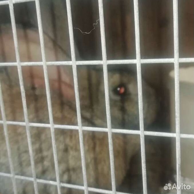 Кролики 6 шт, самец, 2 самки, детки, 3г.около 3мес