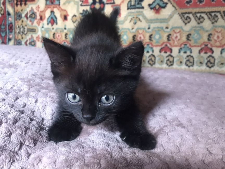 Британская кошка