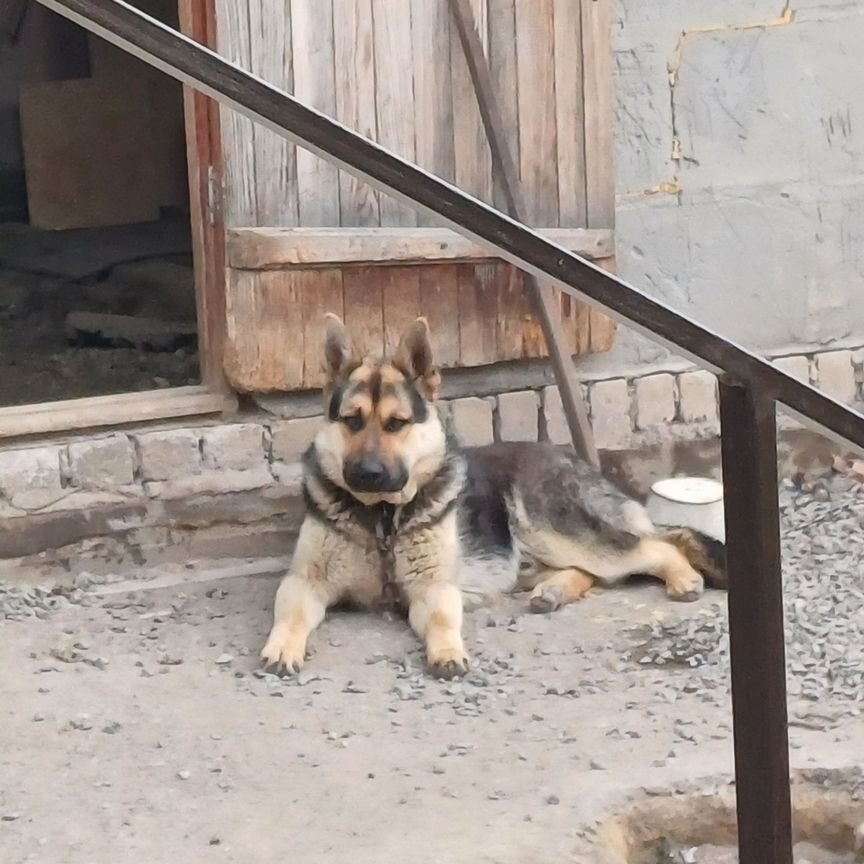 Немецкая овчарка