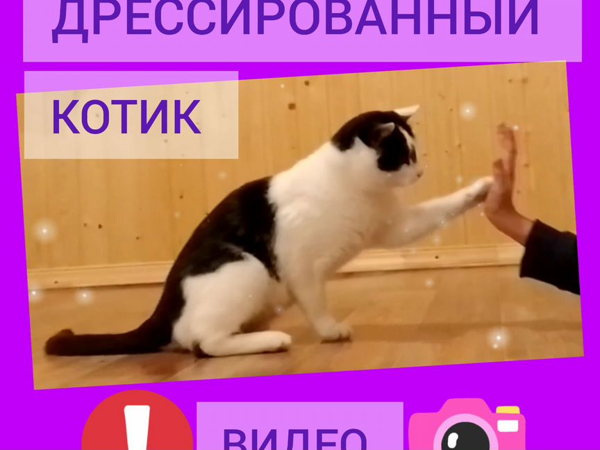 Дрессированный котик. Котенок Кошка Кошечка