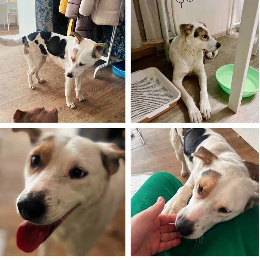 Взрослая собака в добрые руки