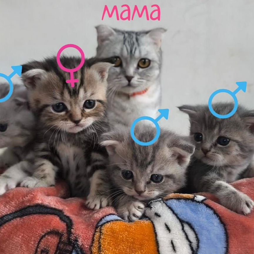 Шатланские котята