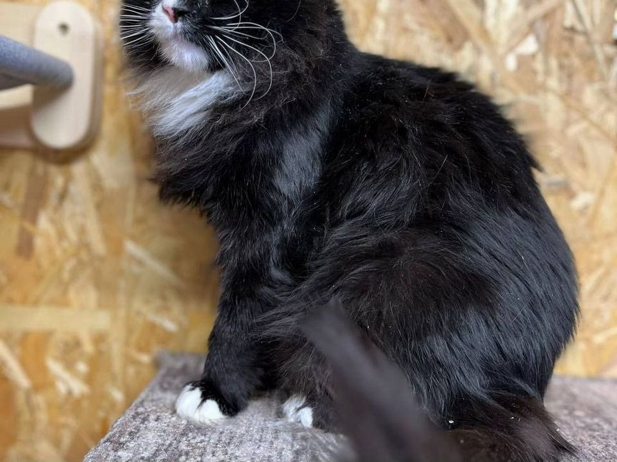 Кошка Асти из приюта Некрасовка бесплатно