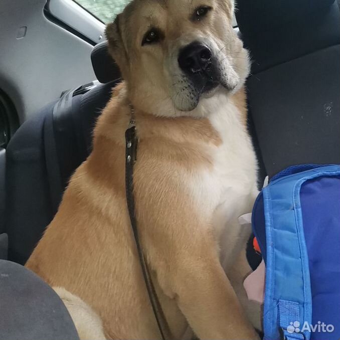 Щенки алабая в дар