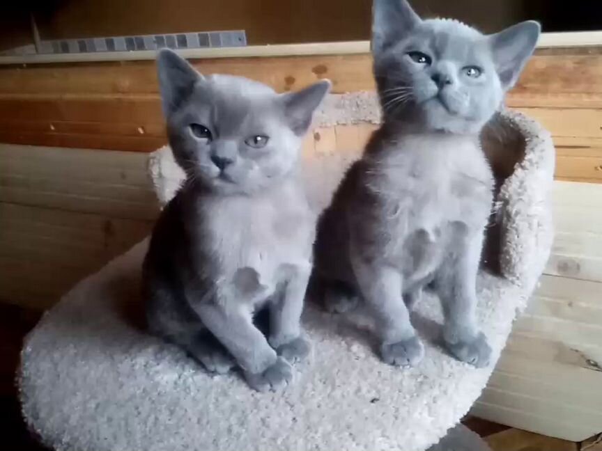 Бурманские котята