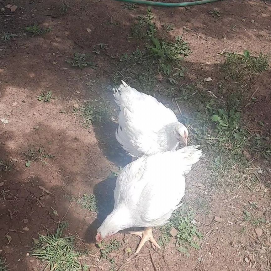 Молодые петухи