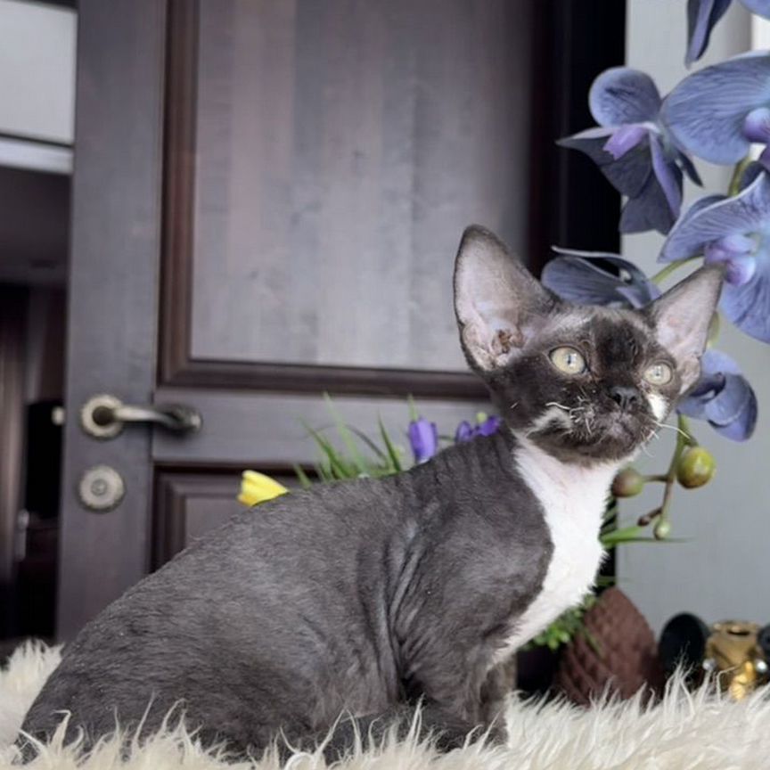 Девон-рекс котёнок