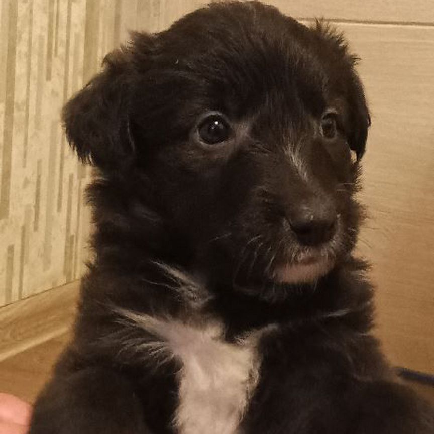 Щенок в добрые руки девочка