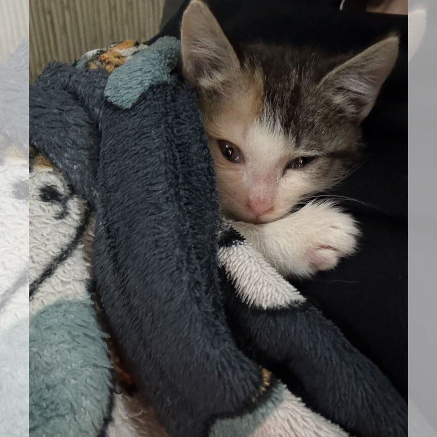 Котёнок в добрые руки