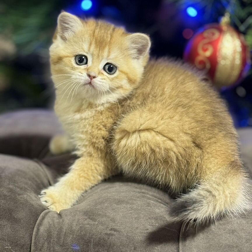 Шотландский прямоухий короткошёрстный котёнок