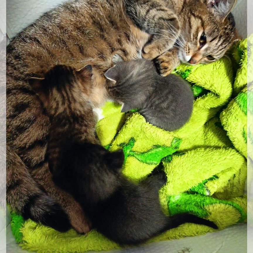 Ориентальный котёнок