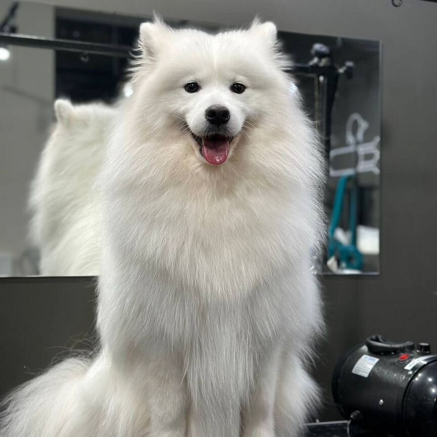 Самоеды в добрые руки