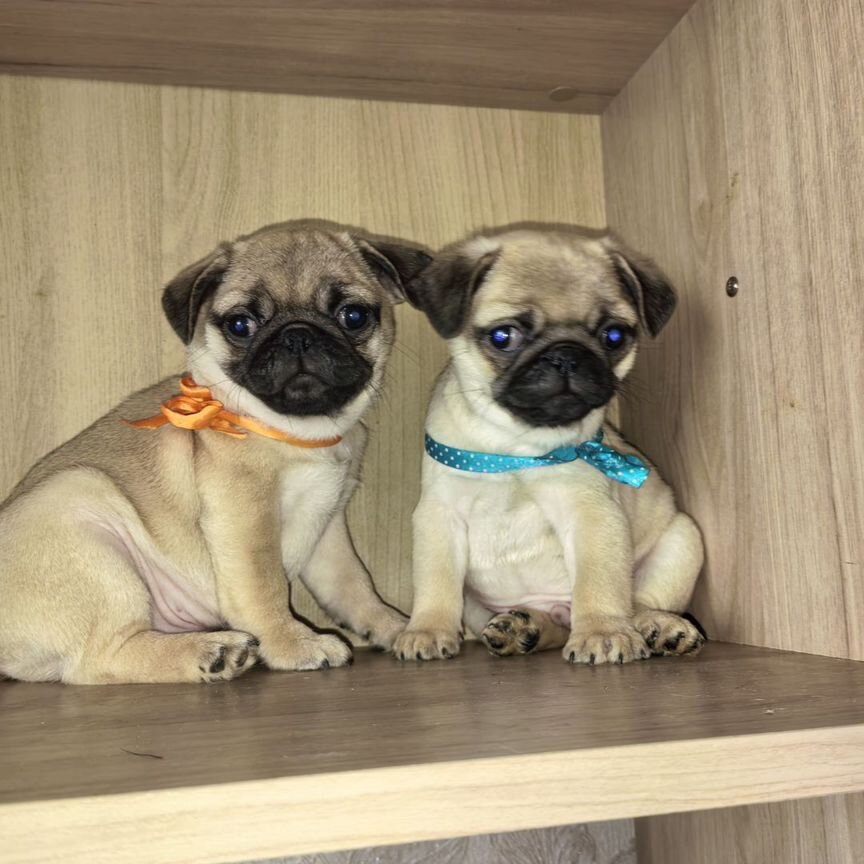 Мопс, щенок