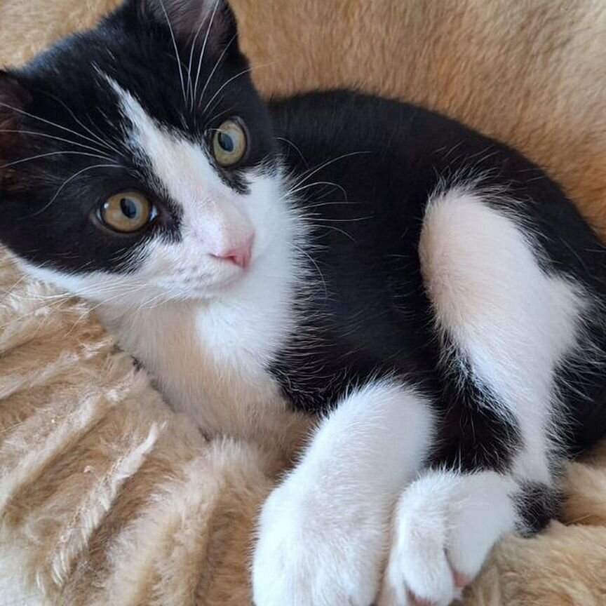 Котенок мальчик