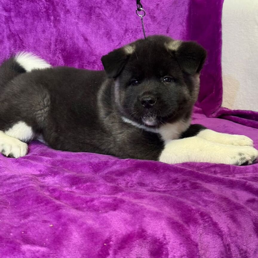 Американская Акита мальчик