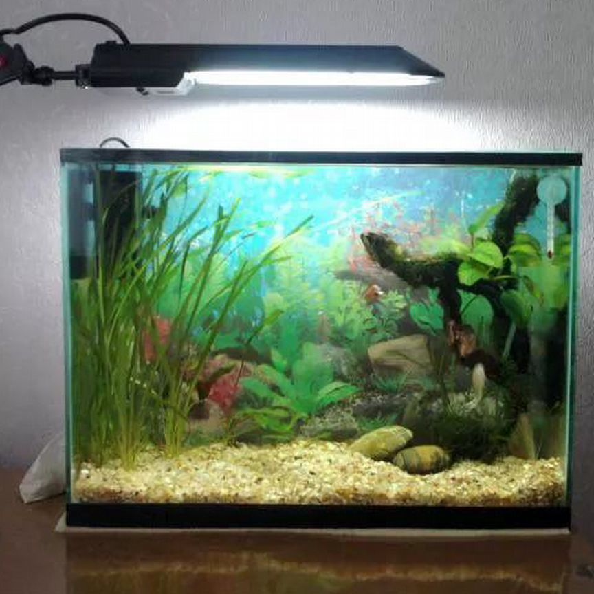 Аквариум на 50 литров