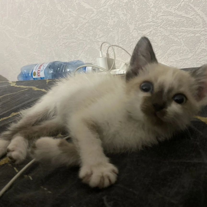 Котёнок в добрые руки