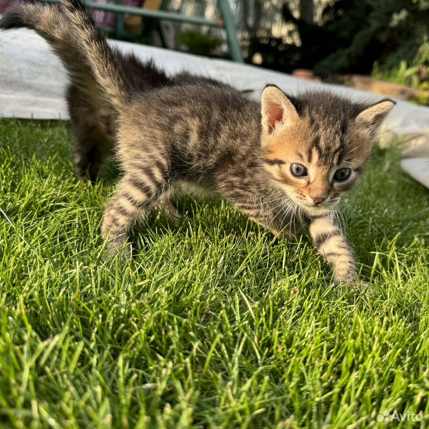 Отдам бесплатно месячных котят