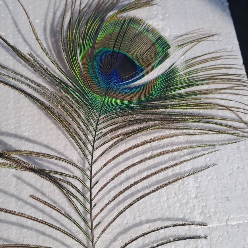 Перо павлина