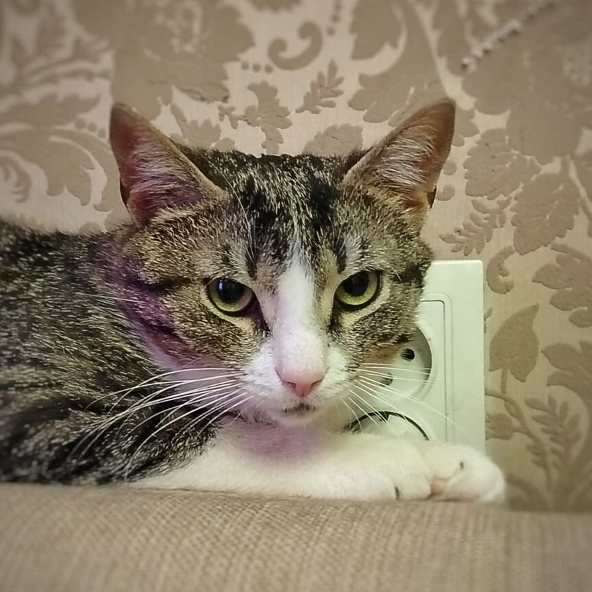 Чудесный котик