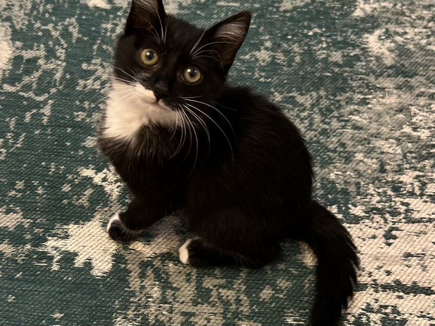 Котенок Луна