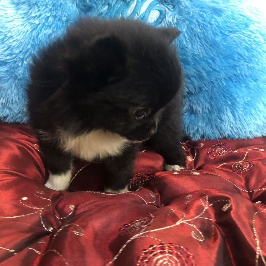 Щенки чихуахуа мини Яночка