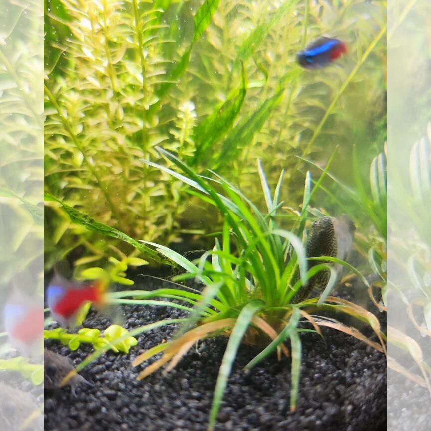 Аквариумные растения