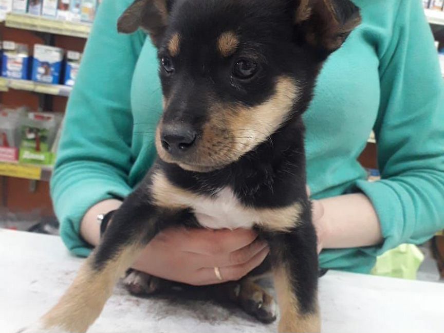 Малышка ждёт семью 1,5мес