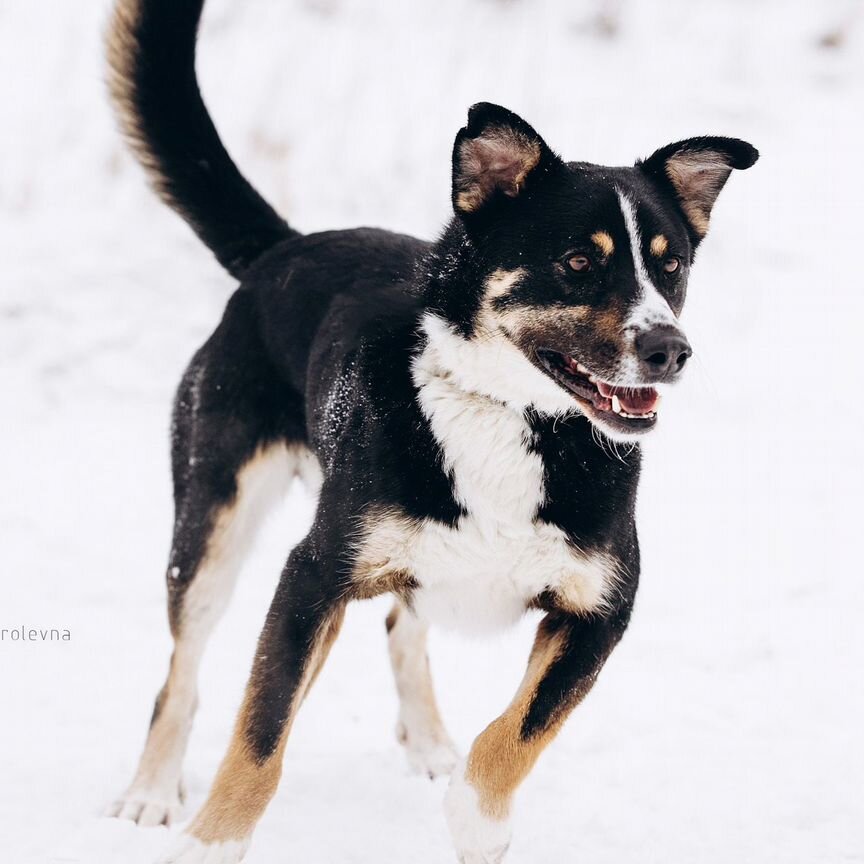 Взрослый пёс в добрые руки