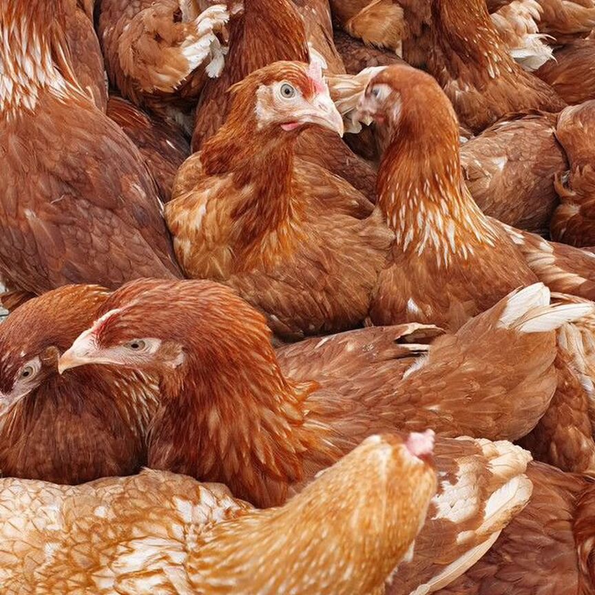 Несушки с доставкой