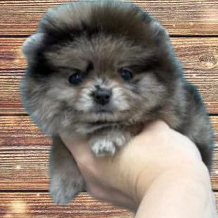 Померанский шпиц, щенок