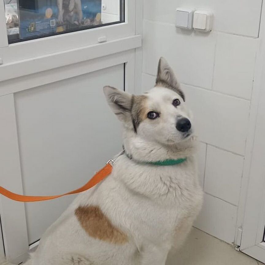 Собака ищет дом