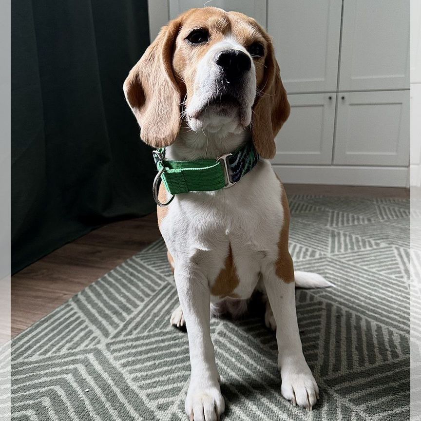 Ошейник для собак