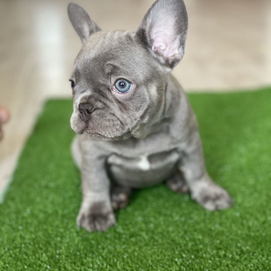 Французский бульдог щенки голубой