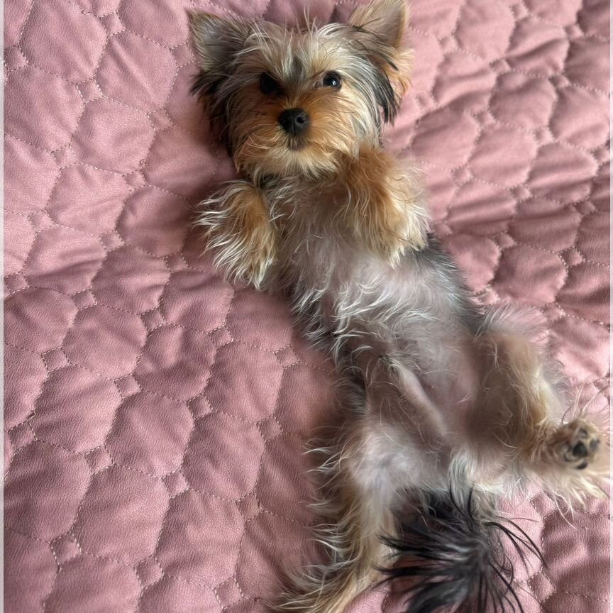 Йоркширский терьер, щенок