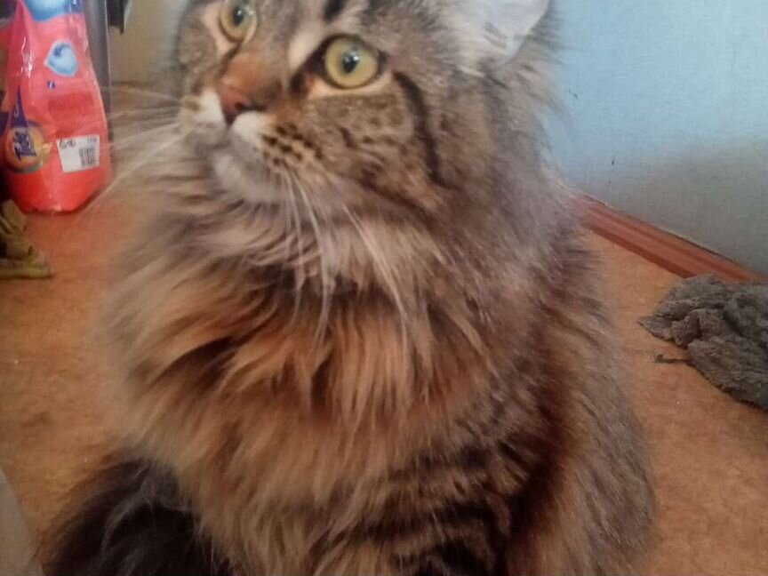 Котята мейн-кун