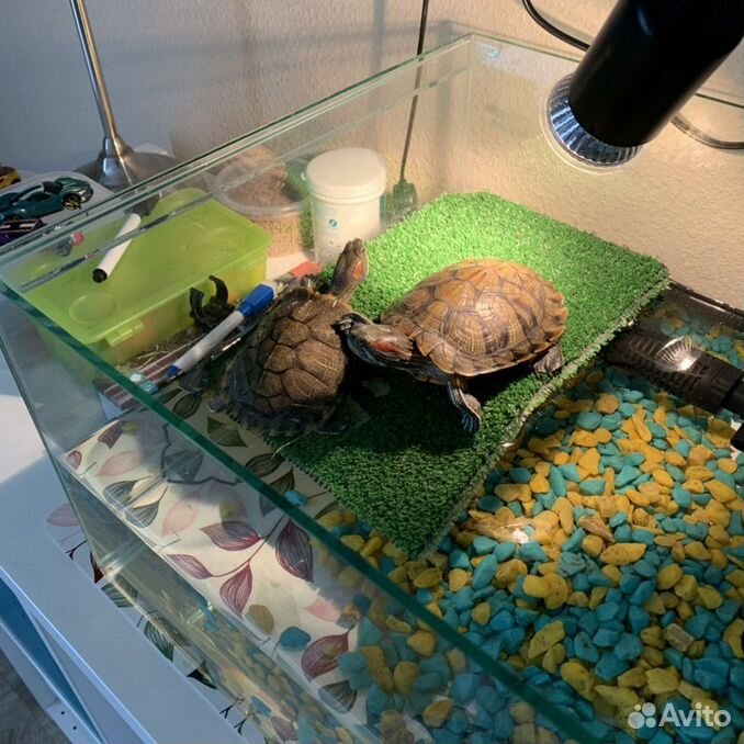 Аквариум с 2 черепахами