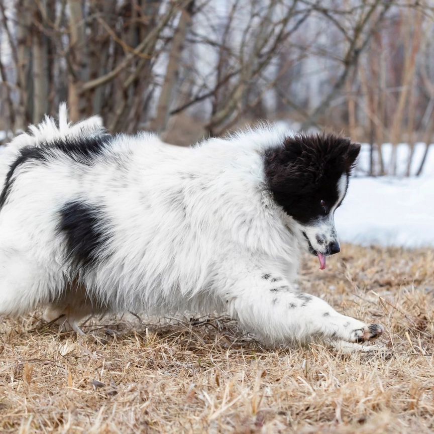 Якутская лайка, бесплатно