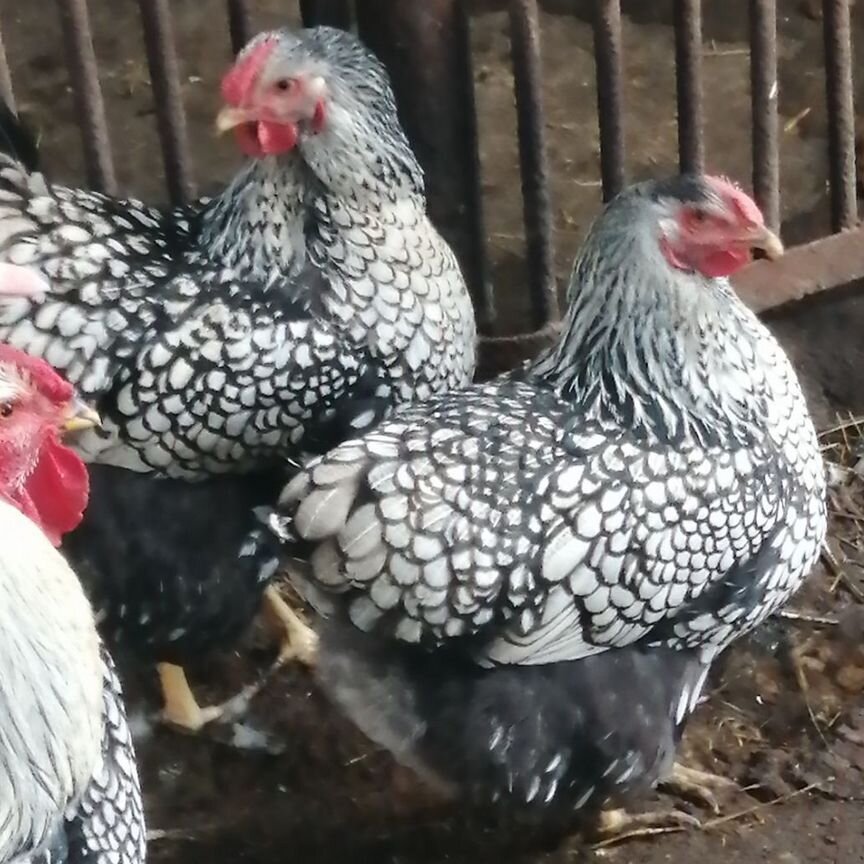 Ин. Яйцо. Кур виандот