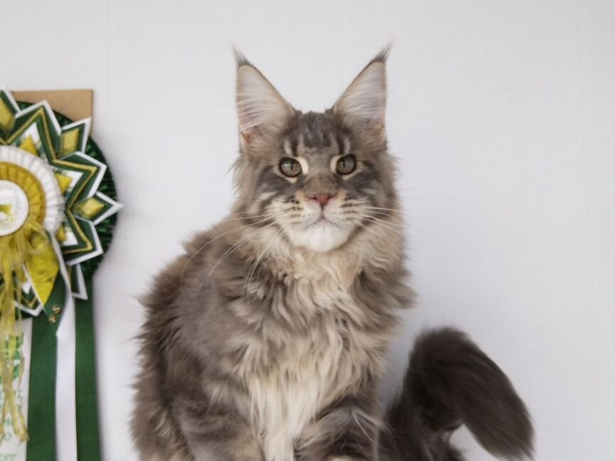 Мейн кун кот 4 мес